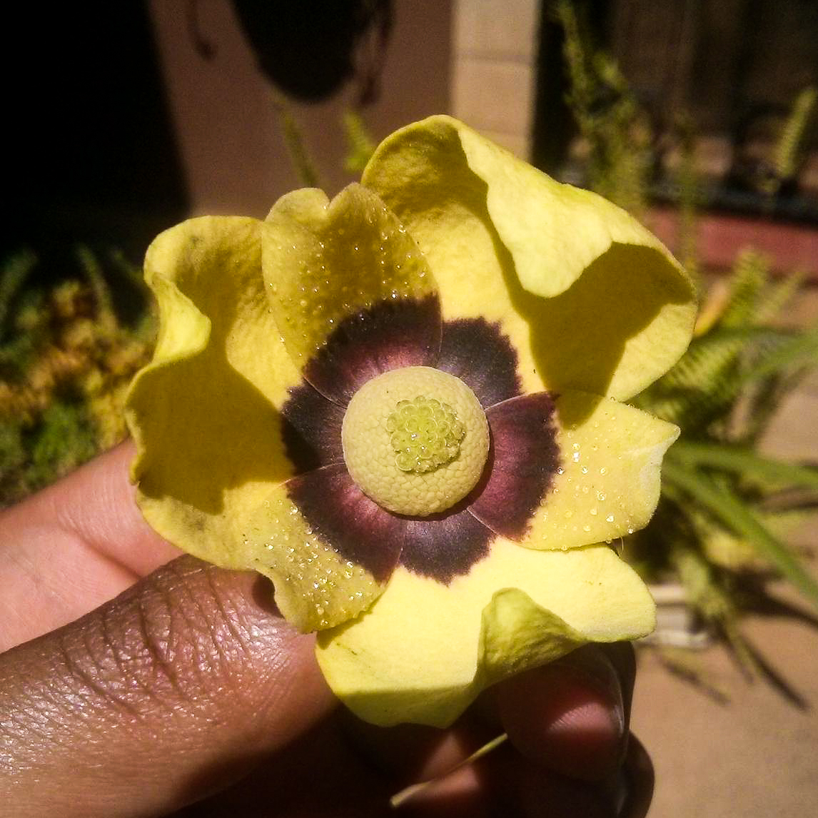 The Mysterious Kilua - Hiistoriya